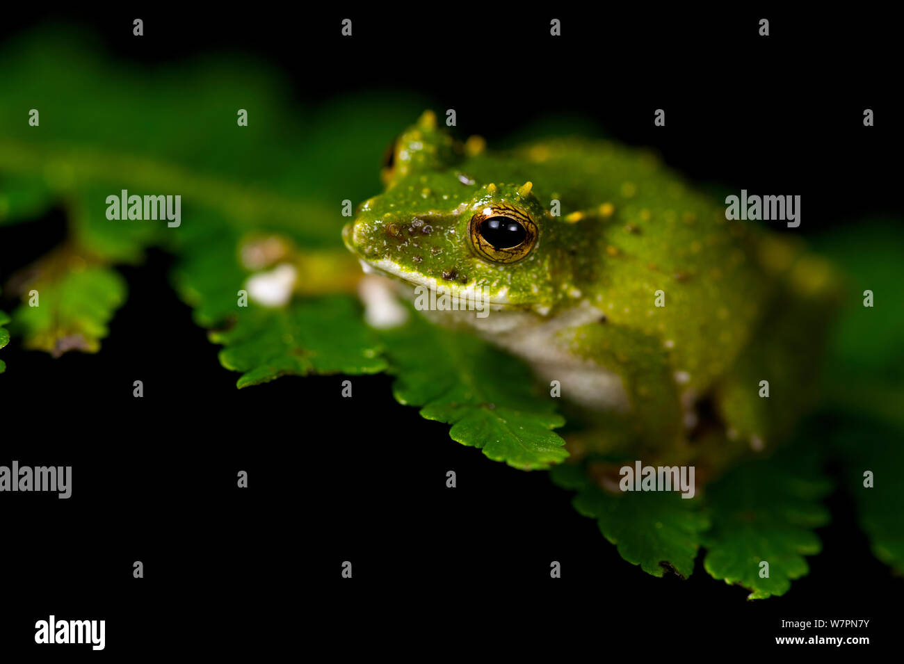 Barking robber frog hi-res stock photography and images - Alamy