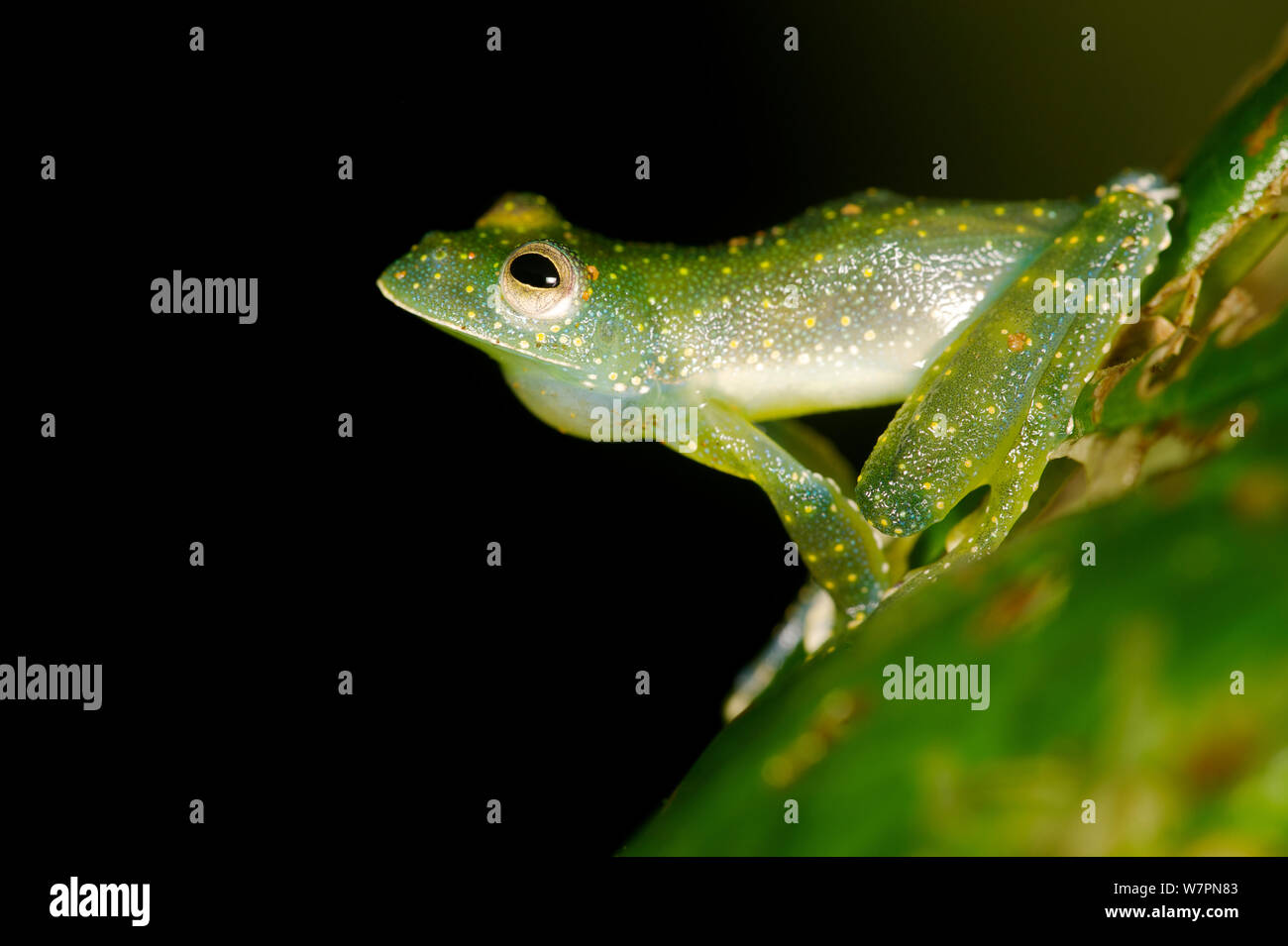 Glass Frog (Cochranella mache) on leaf, Ecuador, Endangered species ...