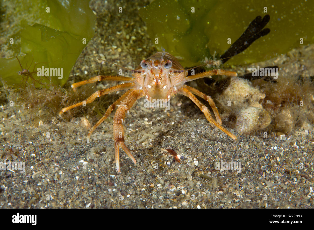 Squad lobster (Munida quadrispina) Golfo Nuevo, Peninsula Valdes ...