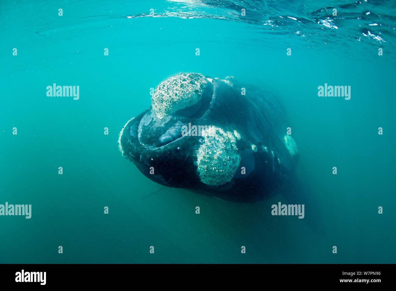 Southern right whale (Eubalaena australis) with calluses covered in ...