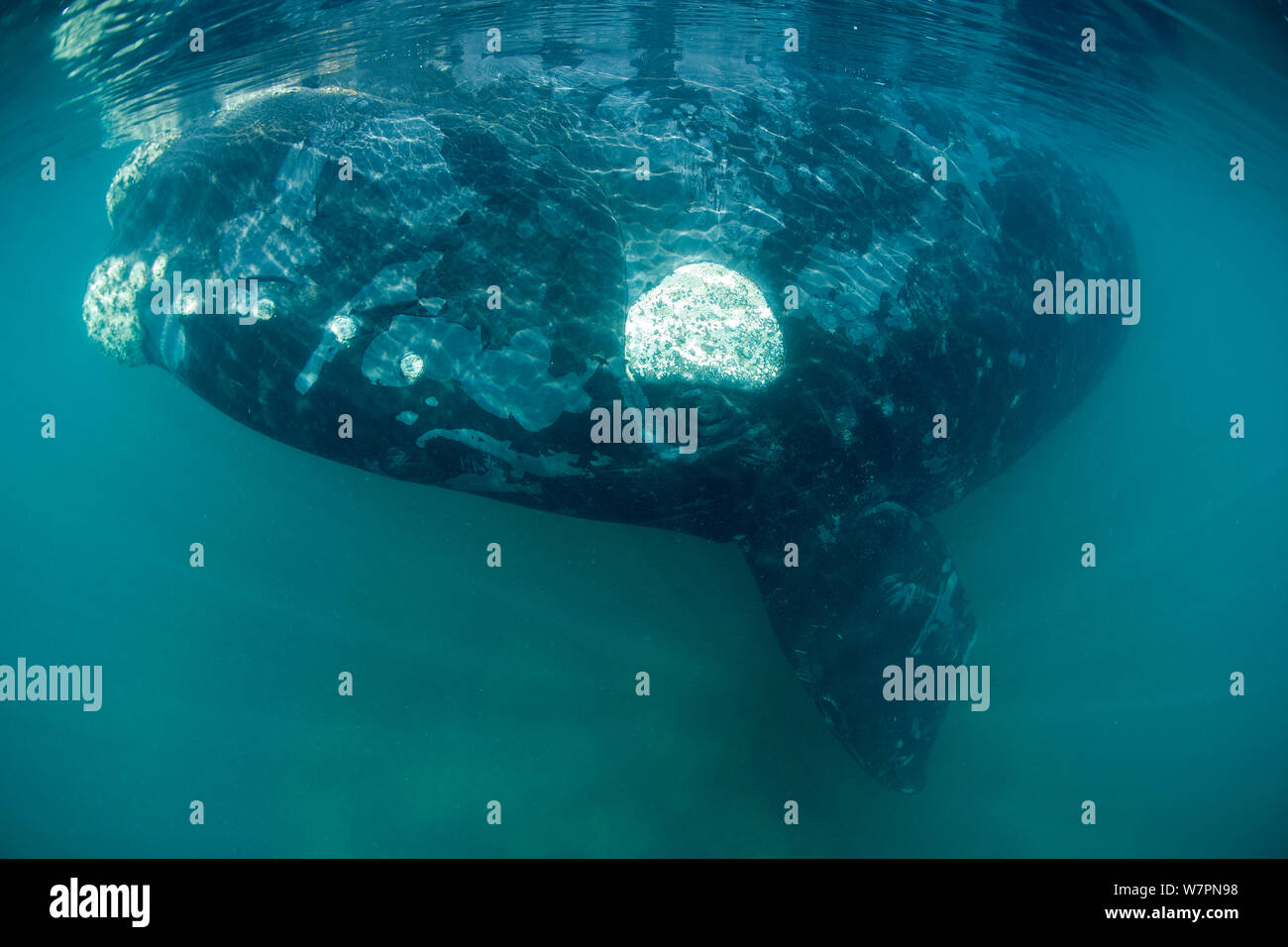 Southern right whale (Eubalaena australis) with calluses covered in ...