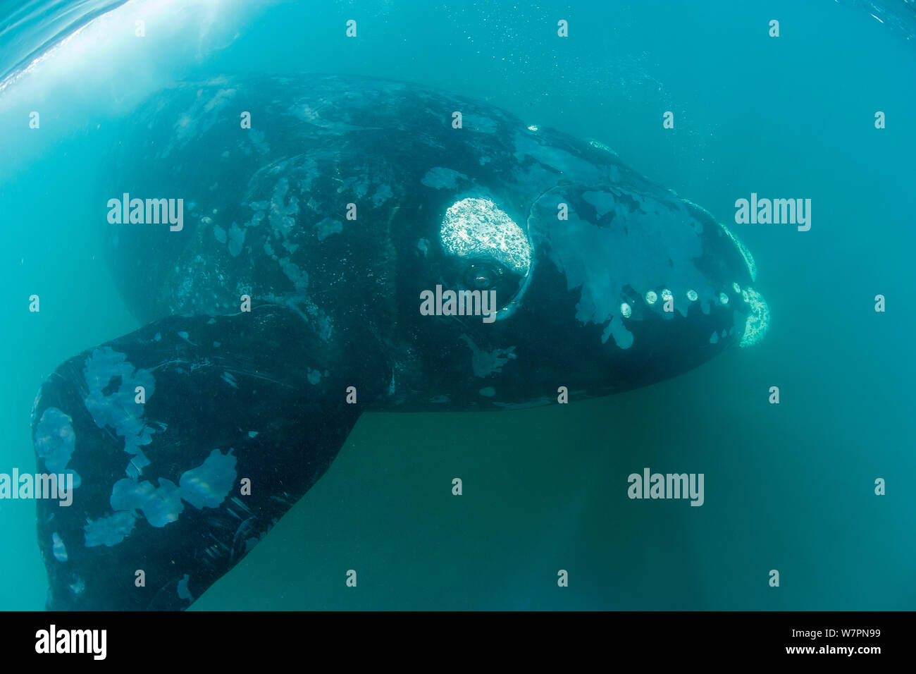 Southern right whale (Eubalaena australis) with calluses covered in ...