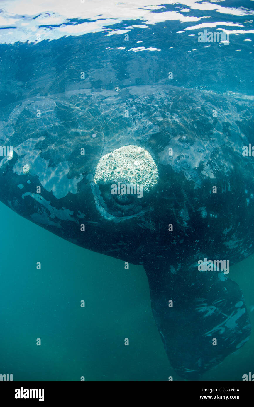 Southern right whale (Eubalaena australis) with callus covered in ...