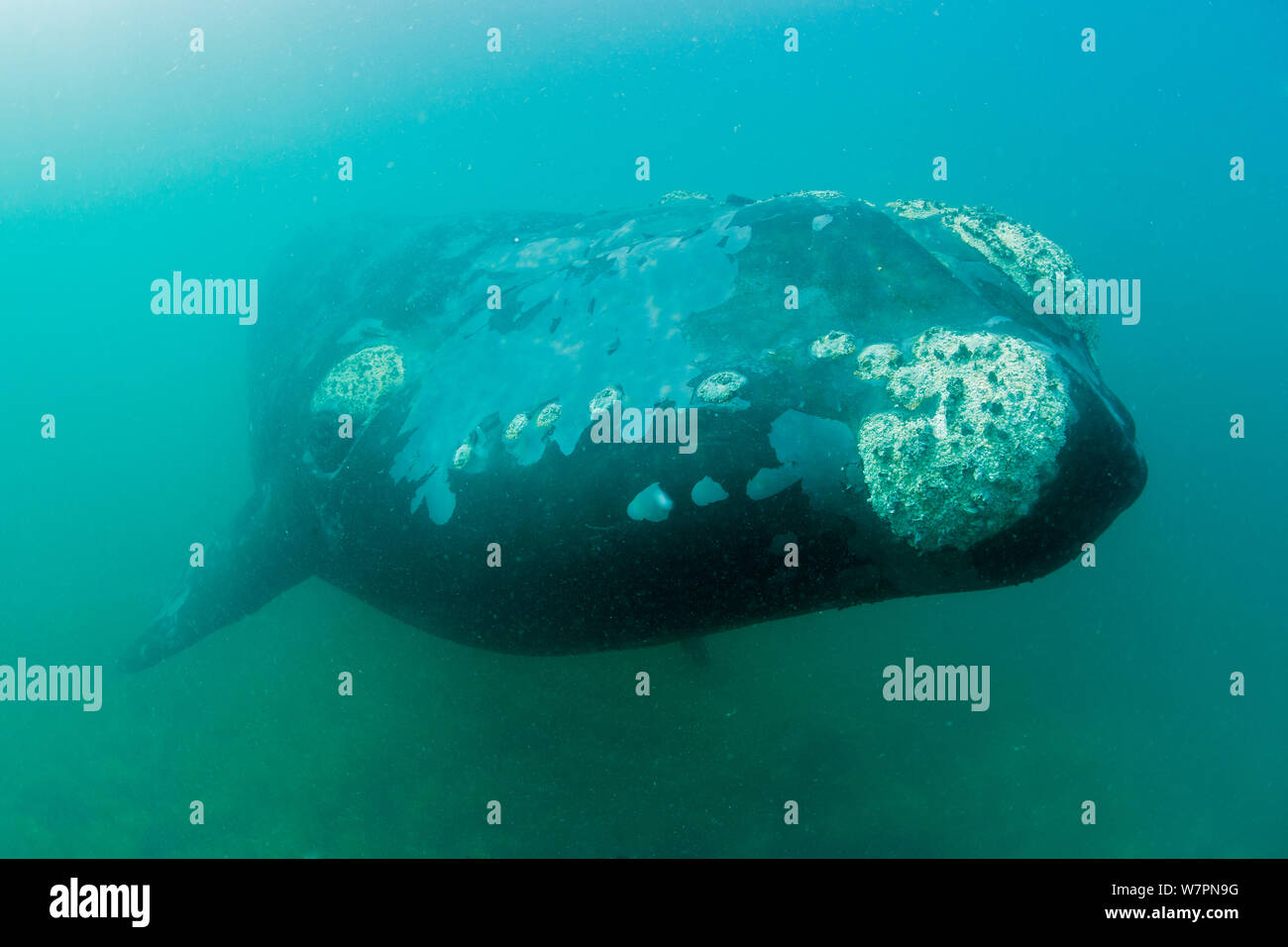 Southern right whale (Eubalaena australis) with calluses covered in ...