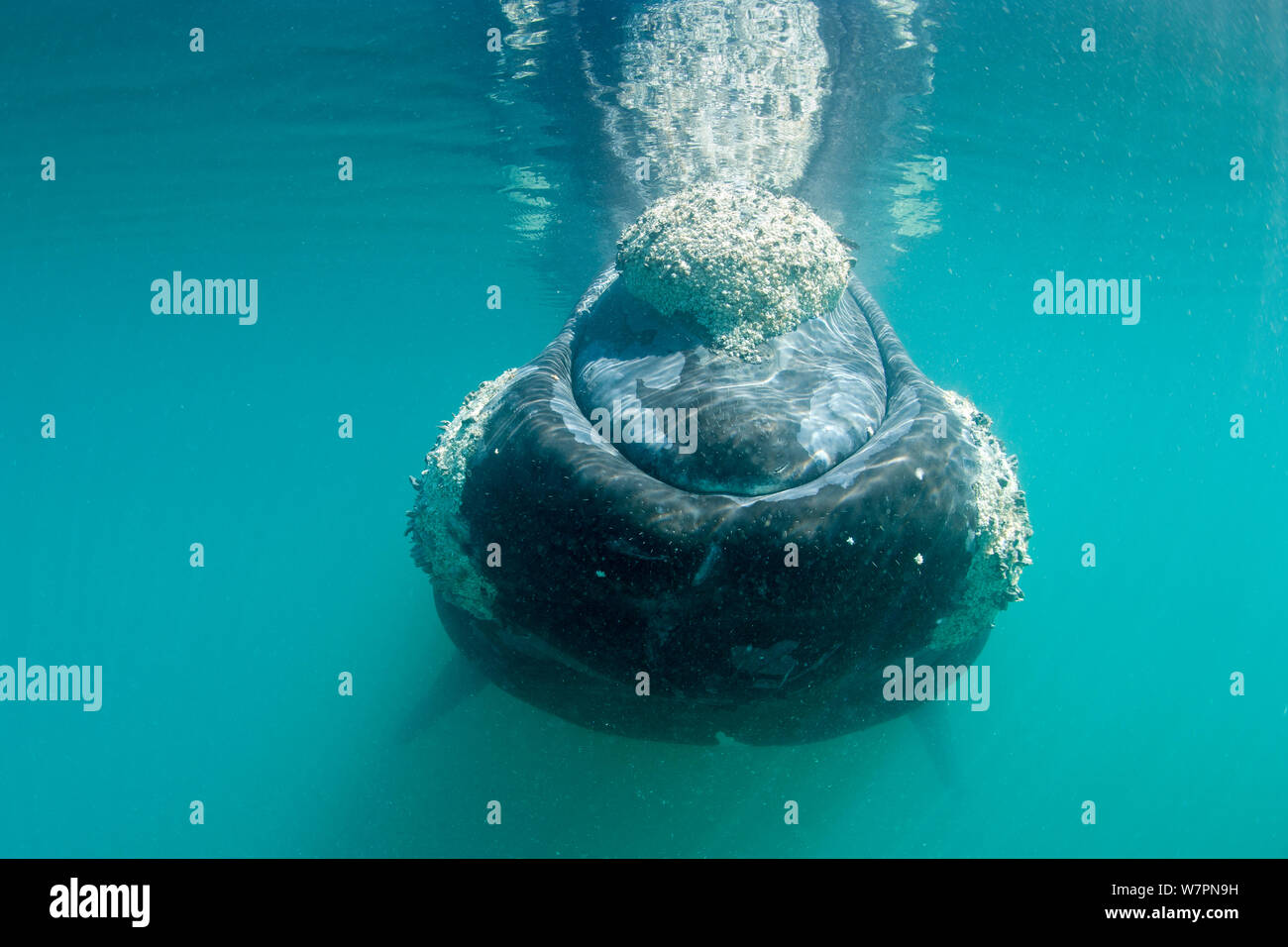 Southern right whale (Eubalaena australis) with patches covered in ...