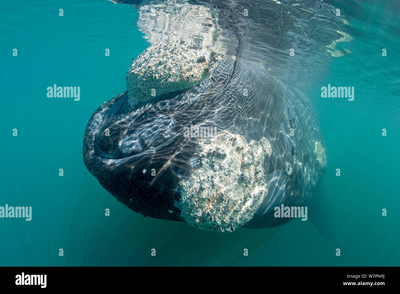 Whale lice hi-res stock photography and images - Alamy