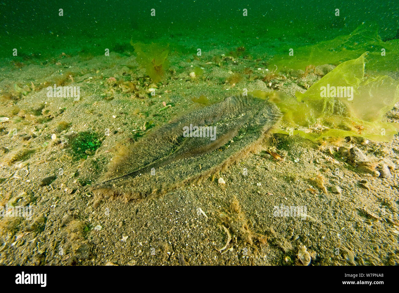 Ratfish egg (Chimaeriformes) UNESCO Natural World Heritage Site, Golfo ...