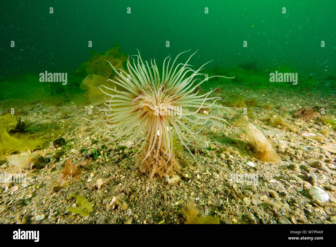 Tube anemone (Ceriantharia) Puerto Piramides, Golfo Nuevo, Peninsula ...