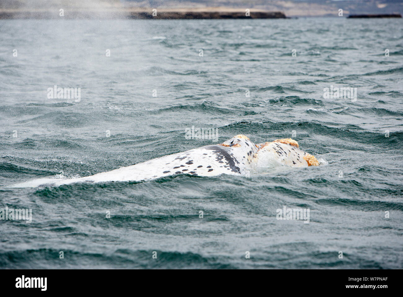 Rare albino Southern Right whale (Eubalaena australis) breaching, with ...