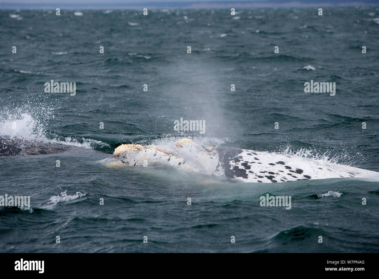 Rare albino Southern Right whale (Eubalaena australis) breaching, with ...