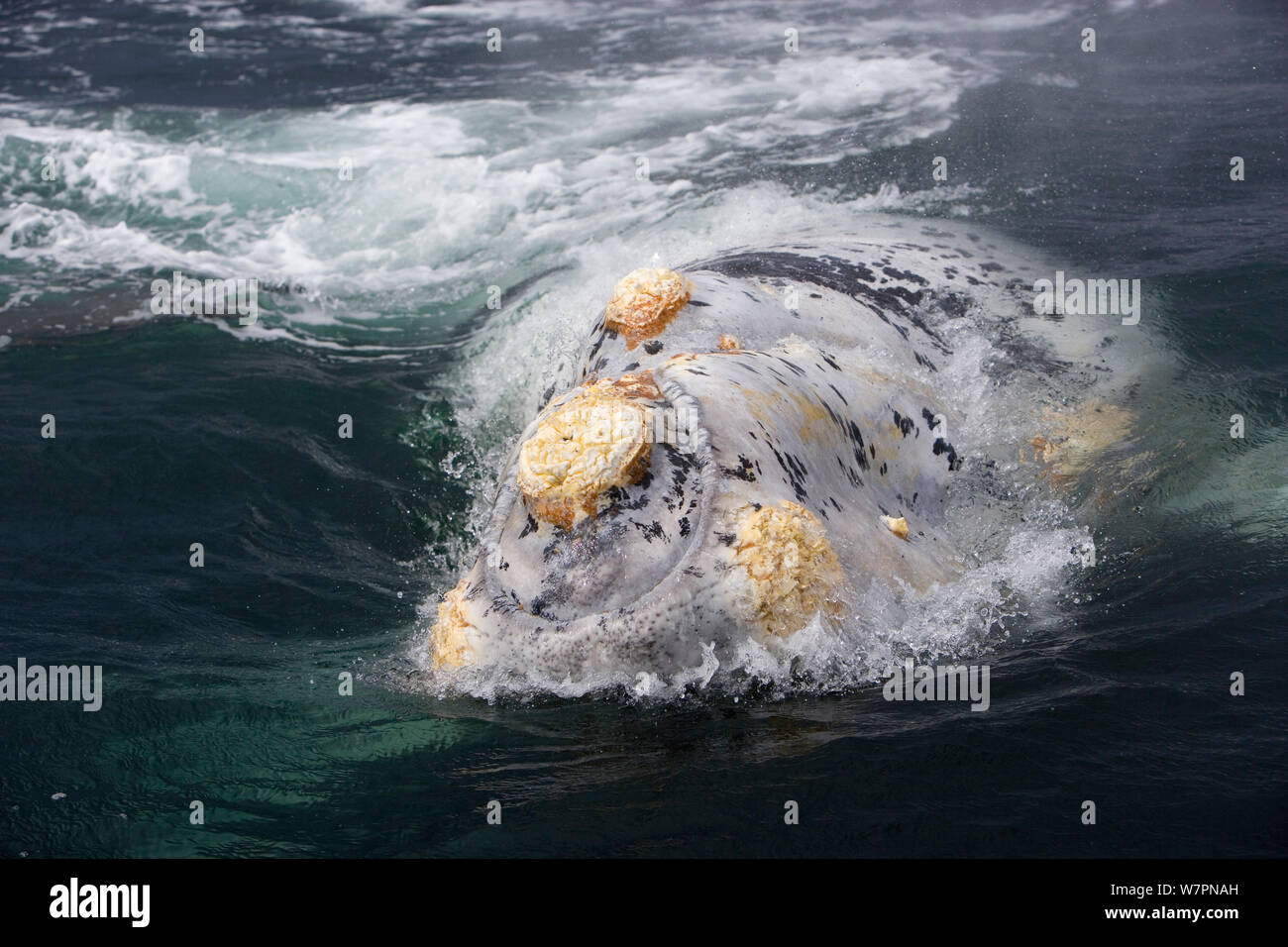 Rare albino Southern Right whale (Eubalaena australis) breaching, with ...