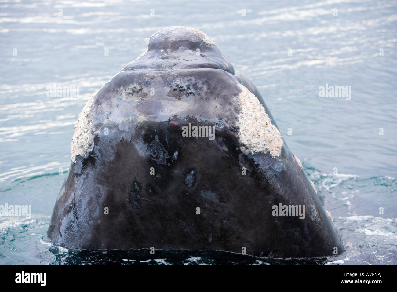 Right whale (Eubalaena australis) breaching, with calluses covered in ...