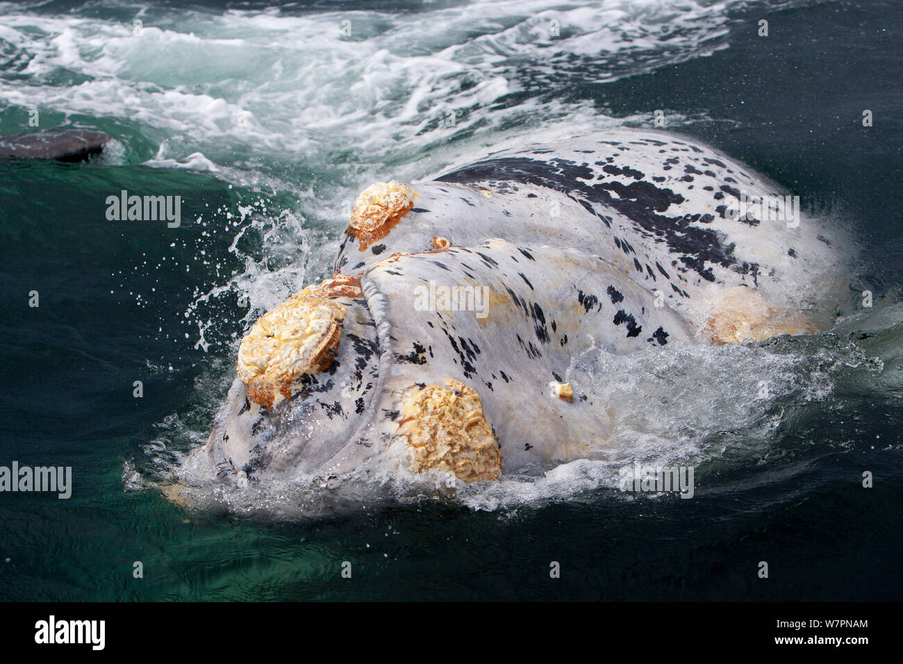 Right Whale Lice