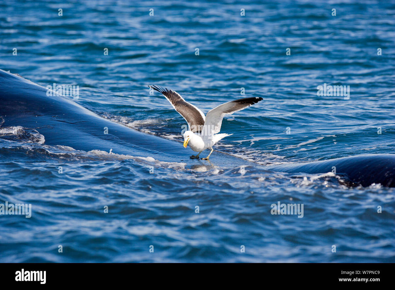 Seagull feeding on the skin of the Right whale (Eubalena australis ...