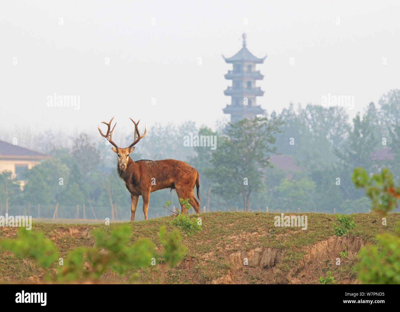 Chinese elk hi-res stock photography and images - Alamy