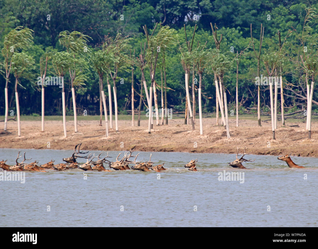 China jiangsu nature reserve hi-res stock photography and images - Alamy