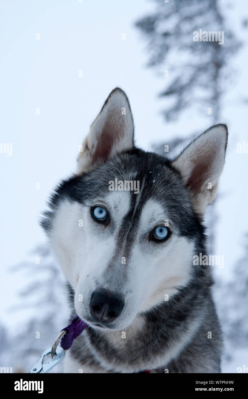 Snow Dog Head