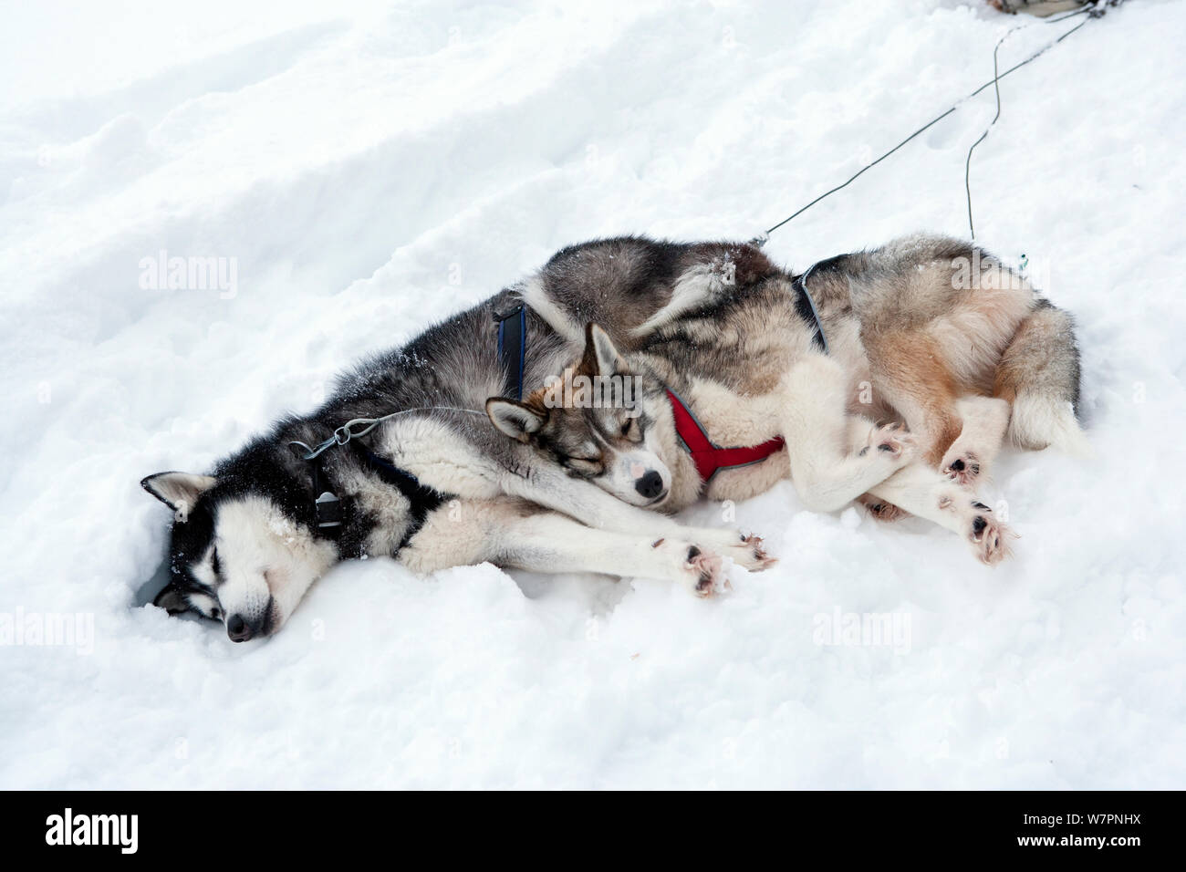 Siberian Husky sled dogs resting, Riisitunturi National Park, Lapland ...