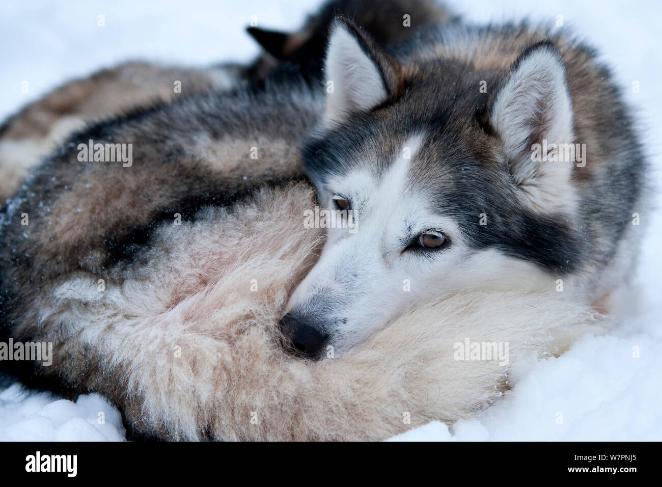 Siberian Husky sled dog resting in snow, Riisitunturi national park ...