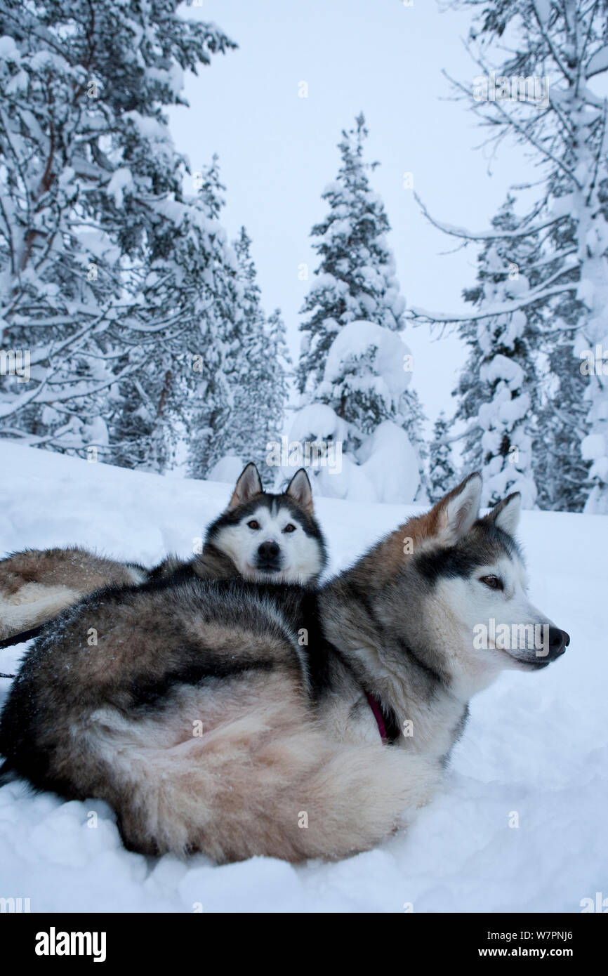 Siberian Husky sled dog resting in snow, Riisitunturi national park ...