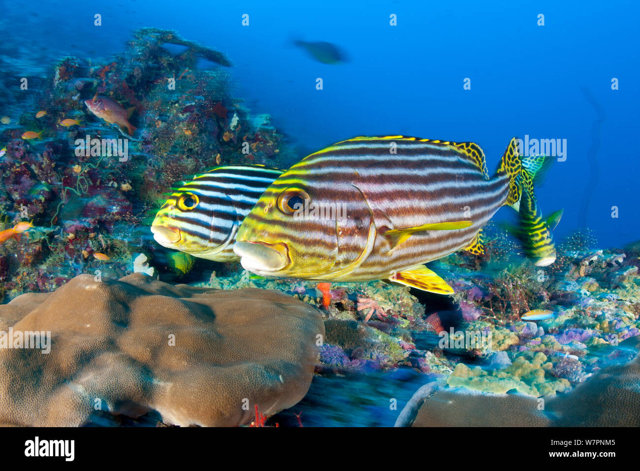 Sweetlips hi-res stock photography and images - Alamy
