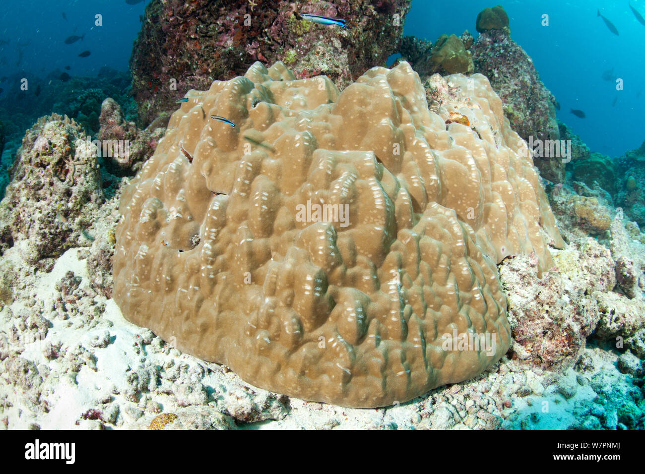 Hard coral, damaged by bites from parrot fish, Maldives, Indian Ocean ...