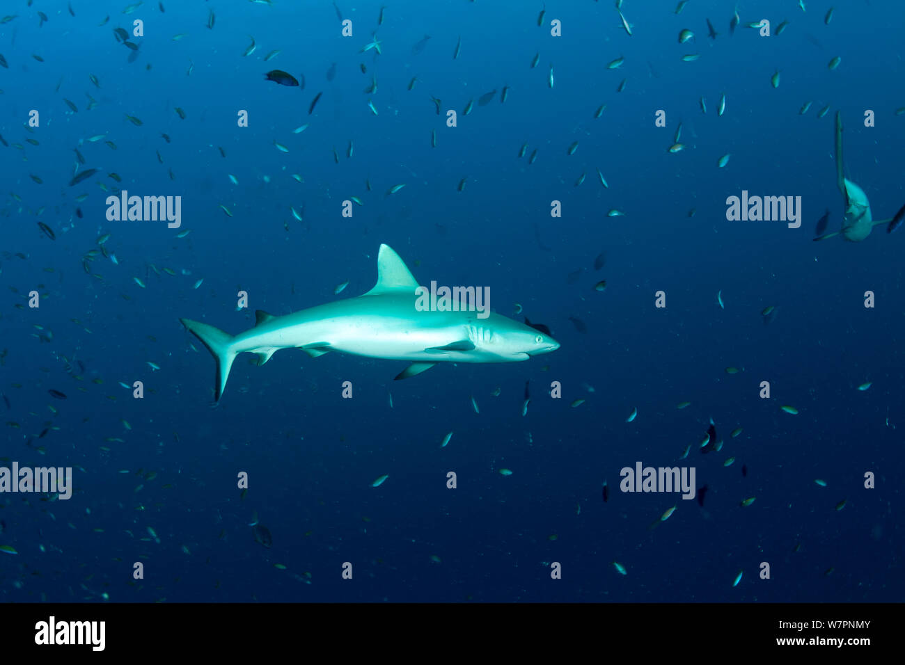 Grey reef shark (Carcharhinus amblyrhynchos) swimming through shoal of ...