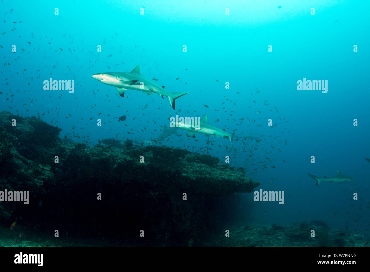Indian ocean reef fish hi-res stock photography and images - Alamy