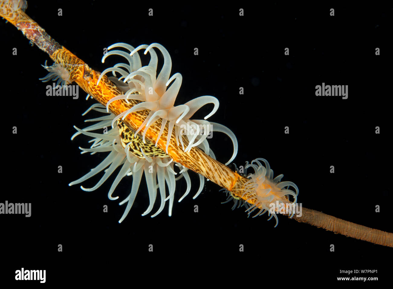 Gorgonian wrapper (Nemanthus annamensis) on a sea whip, Maldives ...