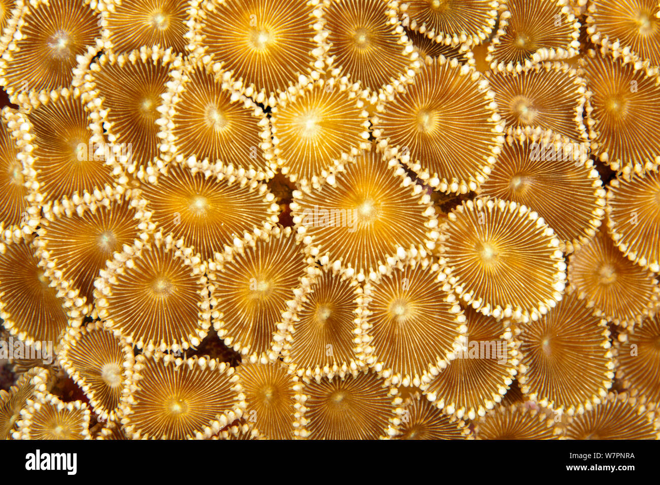 Colonial anemone (Protopalythoa sp.) Maldives, Indian Ocean Stock Photo ...