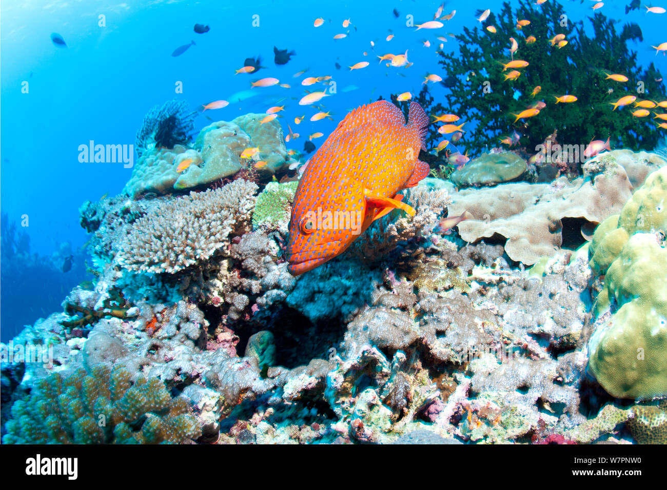 Vermilion Rock cod (Cephalopholis miniata) on coral reef, Maldives ...