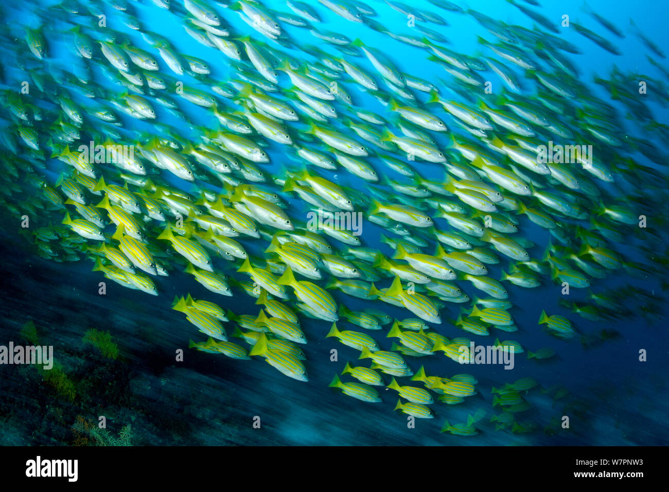 Shoal of Five-line snapper (Lutjanus quinquelineatus) Maldives, Indian ...
