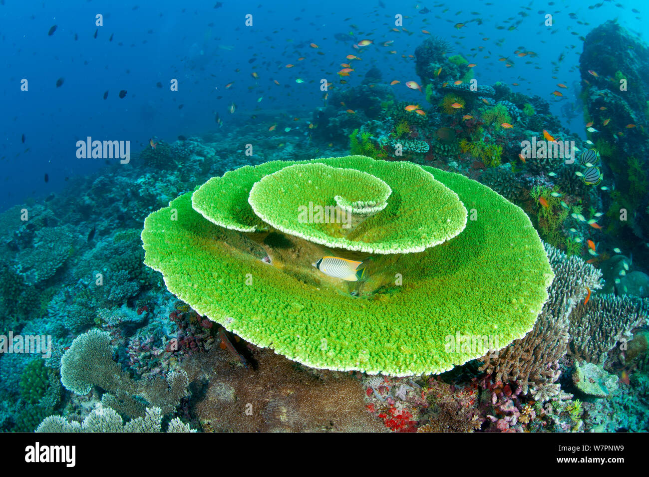 Acropora hyacinthus acropora hyacinthus coral hi-res stock photography ...
