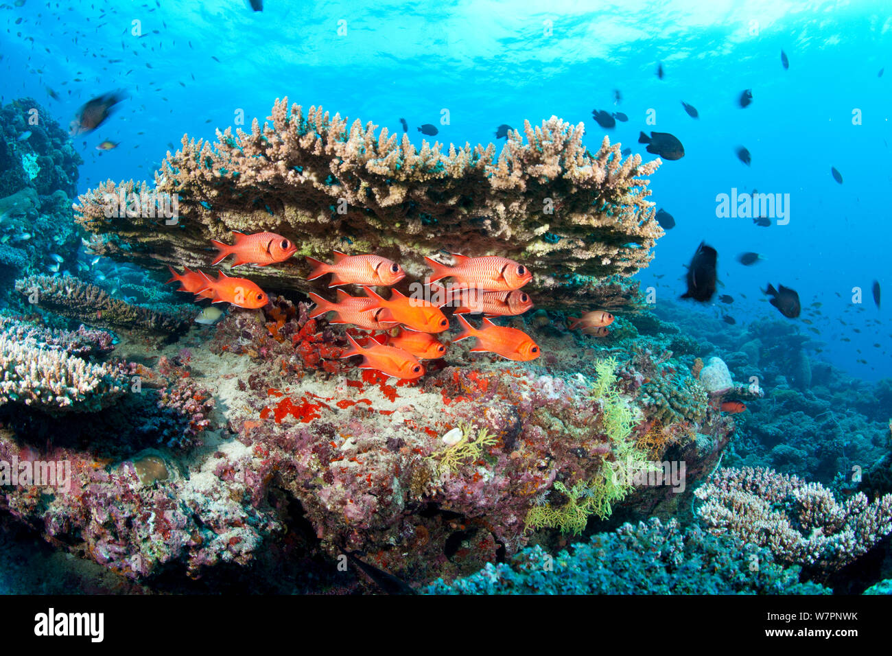 Shoal of Immaculate soldierfish (Myripristis vittata) over coral reef ...
