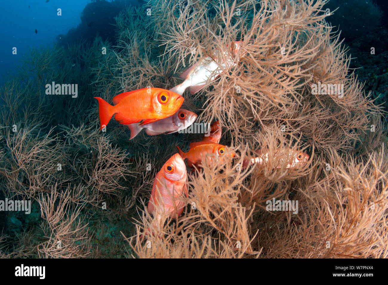 Crescent-Tail Bigeye (Priacanthus hamrur) group amongst black coral ...