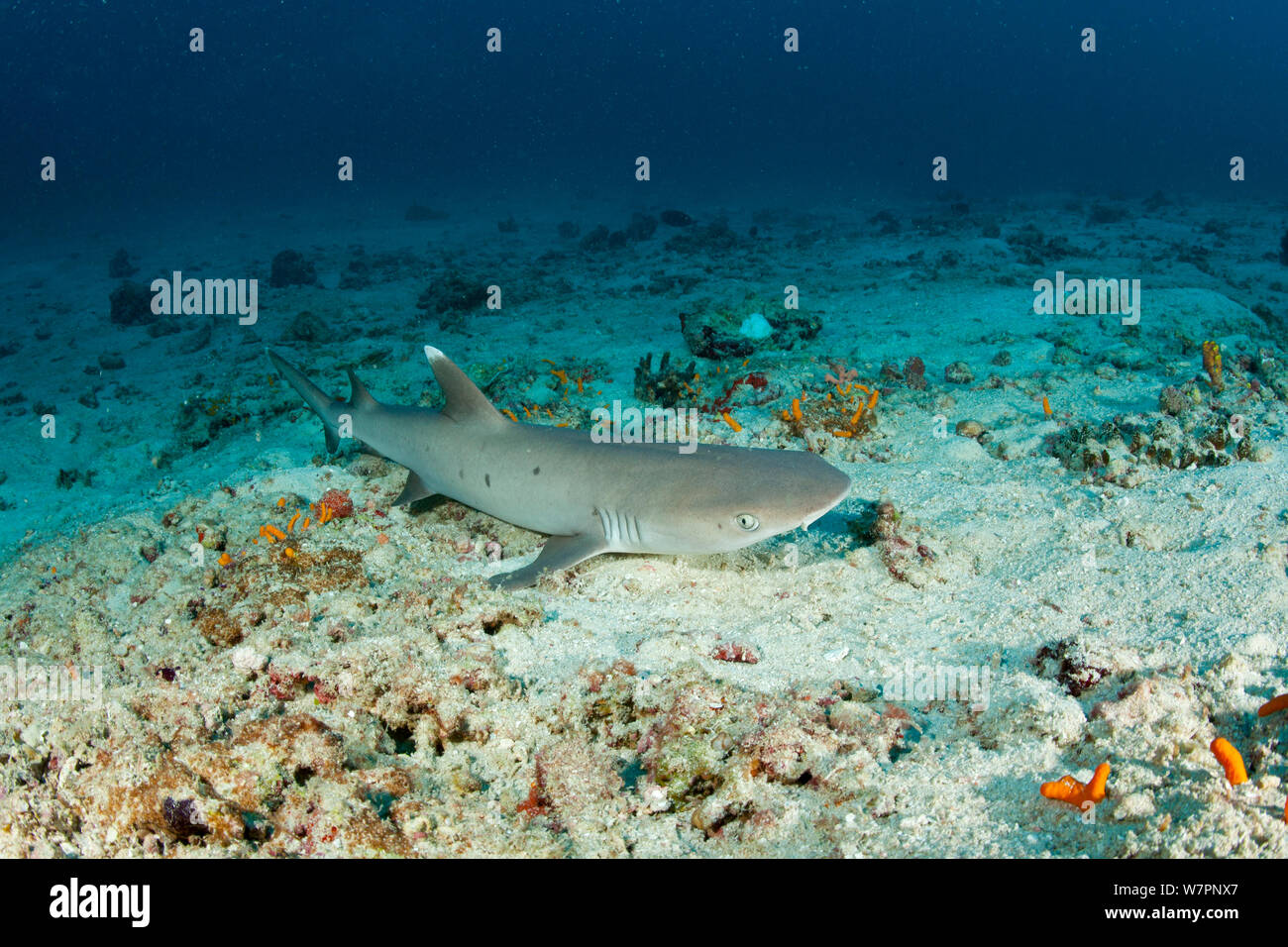 Indian ocean floor hi-res stock photography and images - Alamy