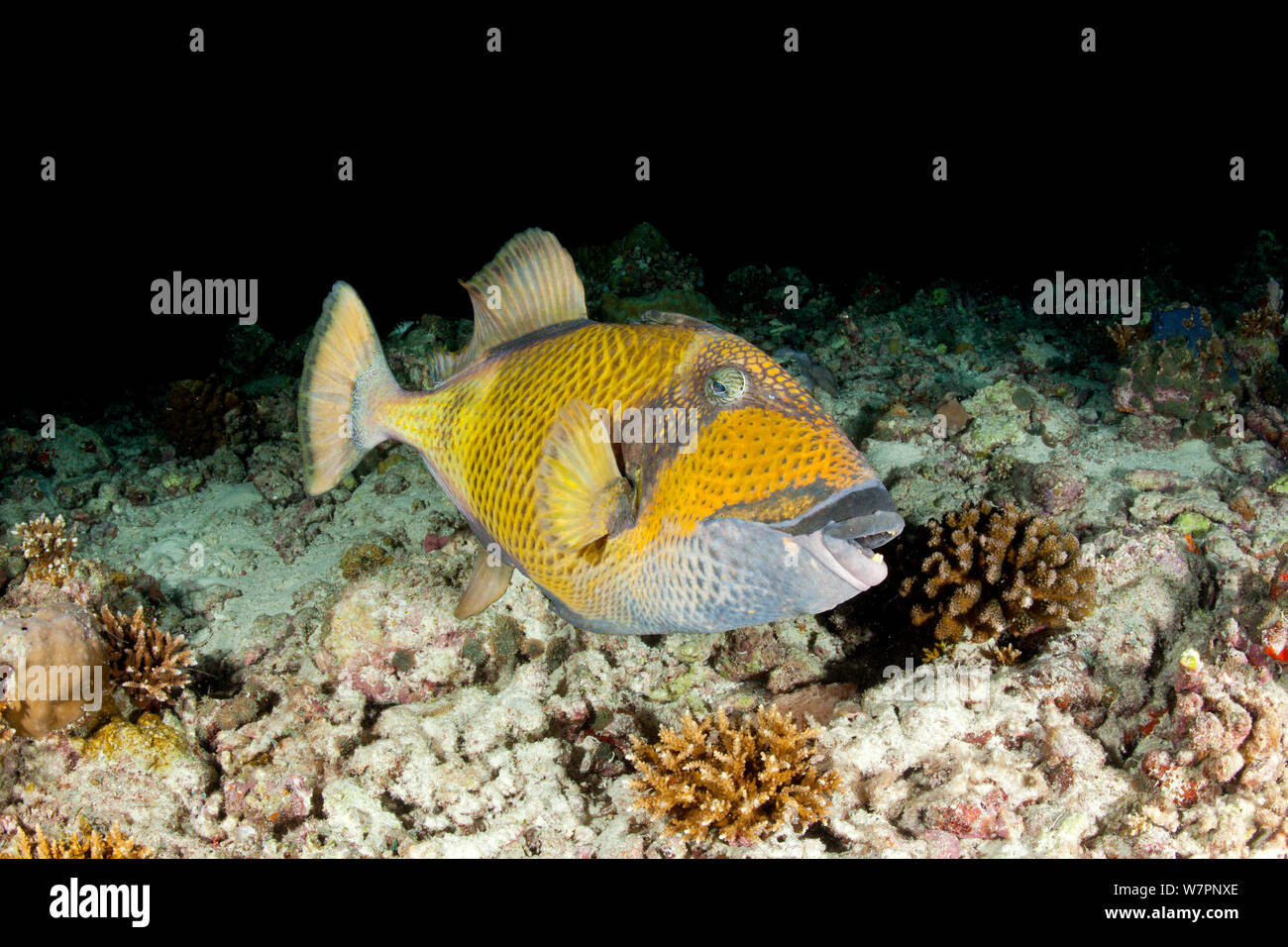 Indian ocean fish hi-res stock photography and images - Alamy