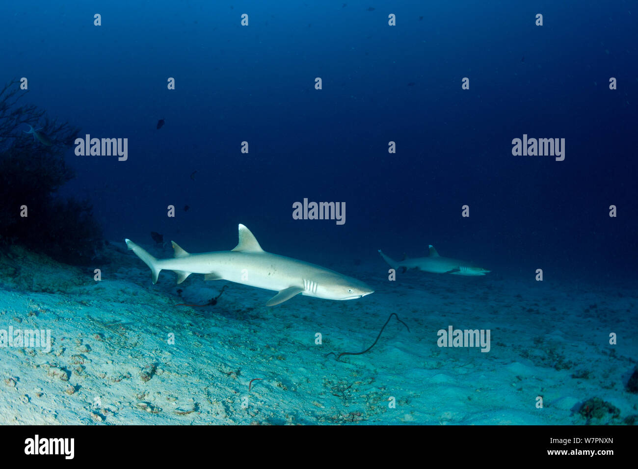Indian ocean shark coral hi-res stock photography and images - Alamy
