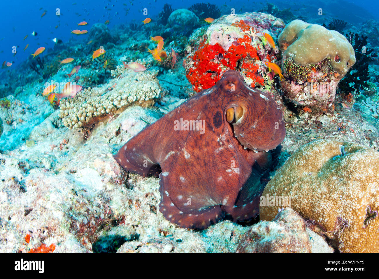 Octopus (Octopus vulgaris) male, Maldives, Indian Ocean Stock Photo - Alamy