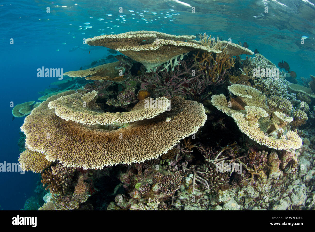 Reef covered with hard corals, Brush Coral (Acropora hyacinthus) Robust ...