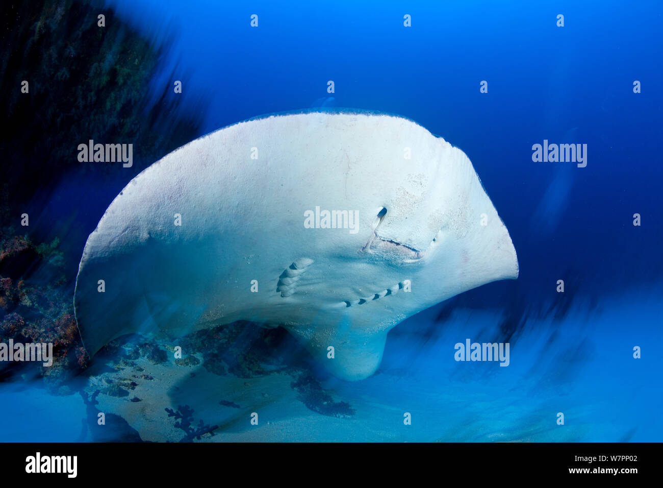 Marbled stingray (Taeniura meyeni) ventral view, Mulaku Kandu, Maldives ...