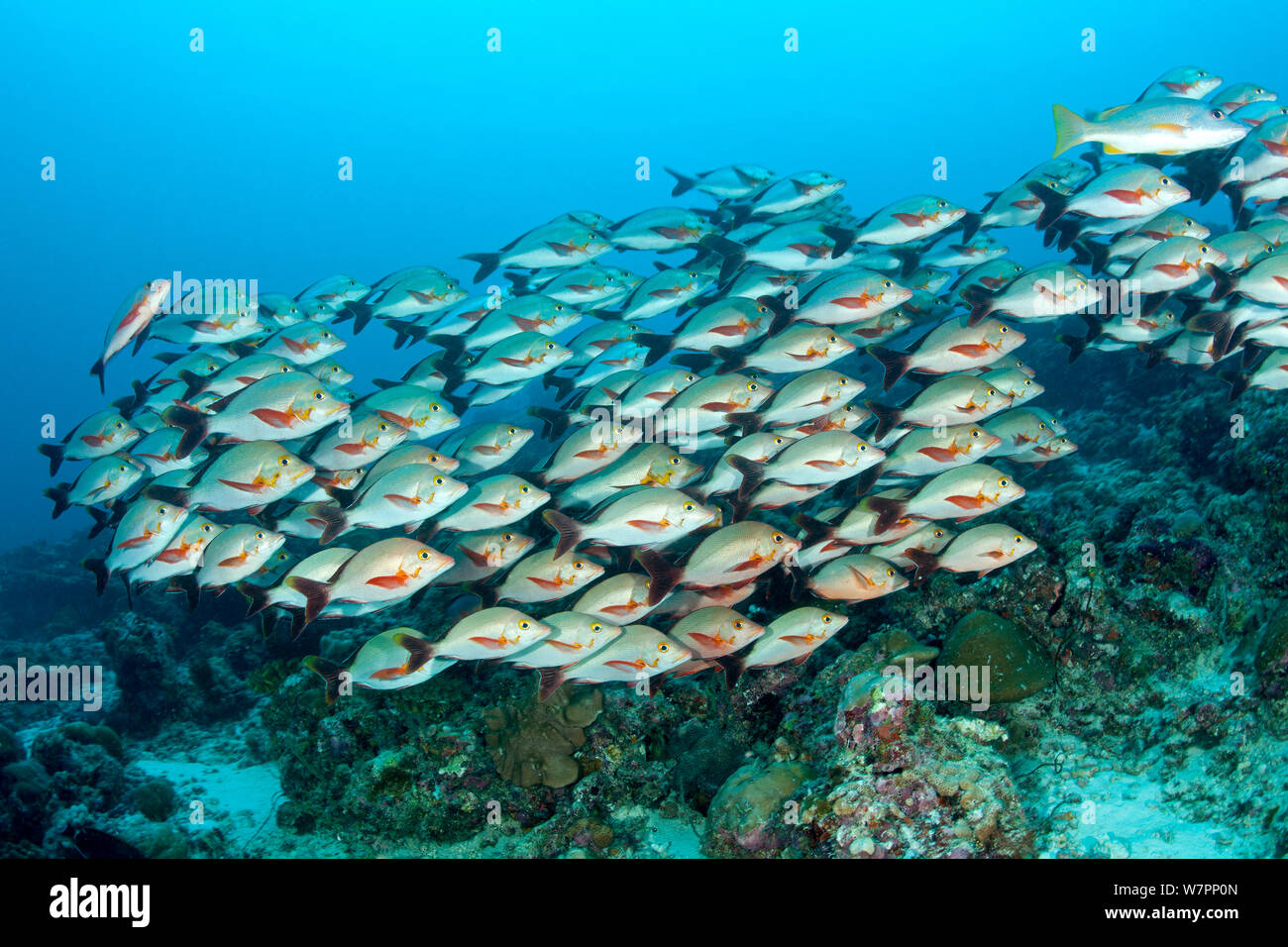 Shoal of Humpback red snapper (Lutjanus gibbus) Maldives, Indian Ocean ...