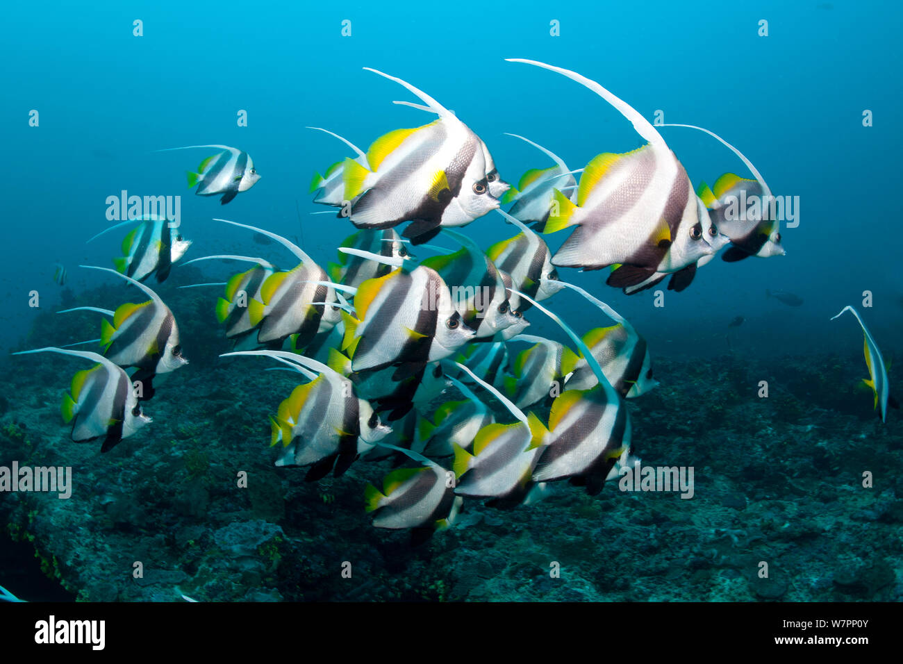 Shoal of Longfin bannerfish (Heniochus acuminatus) Maldives, Indian ...