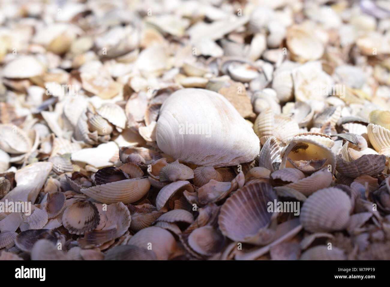 Seashell shell shells shellfish diving hi-res stock photography and ...