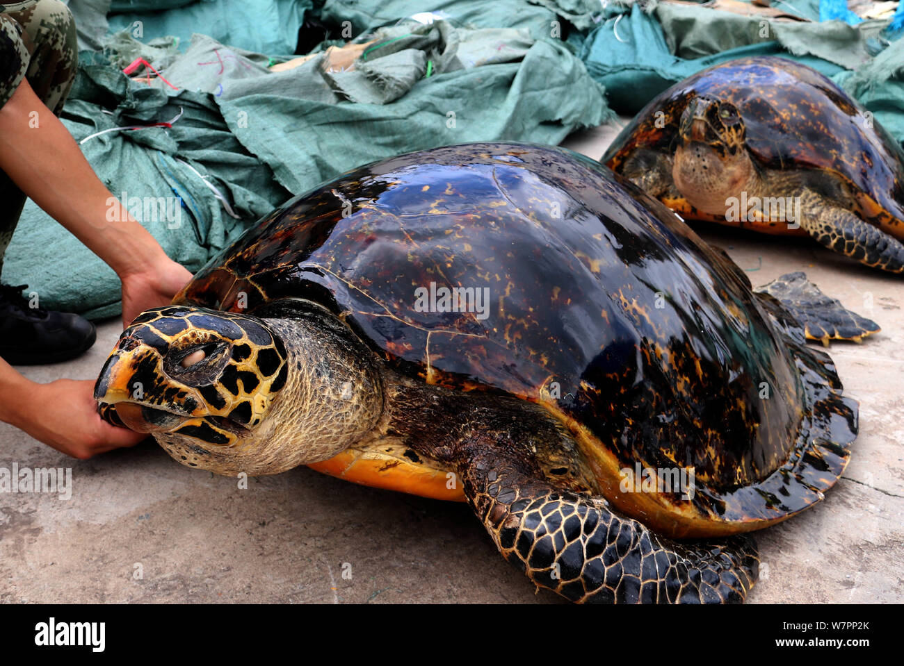 Coast guards check two specimens of smuggled hawksbill sea turtle ...