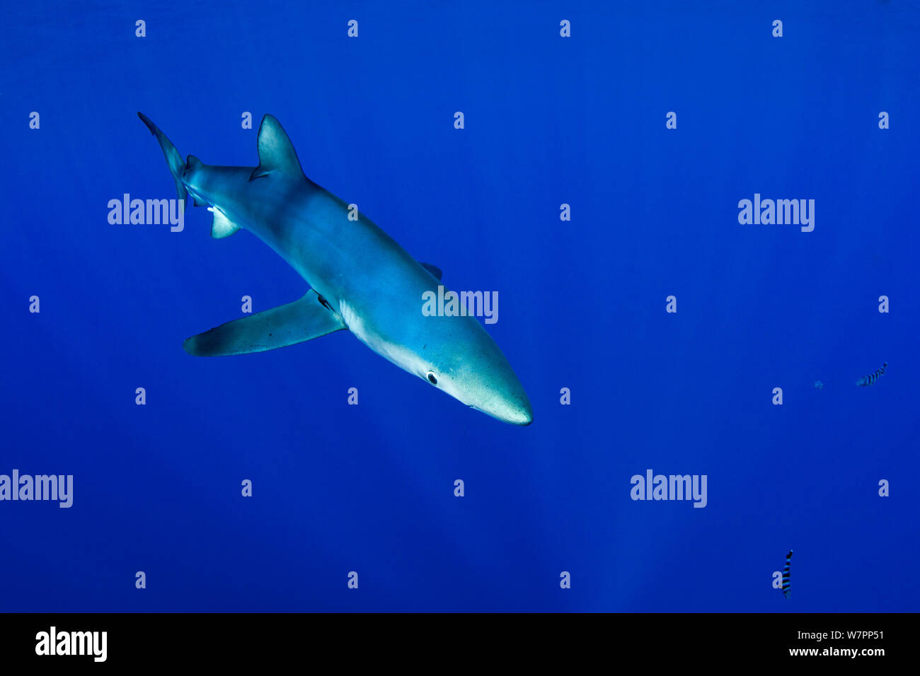 Blue shark (Prionace glauca) Pico Island, Azores, Portugal, Atlantic ...