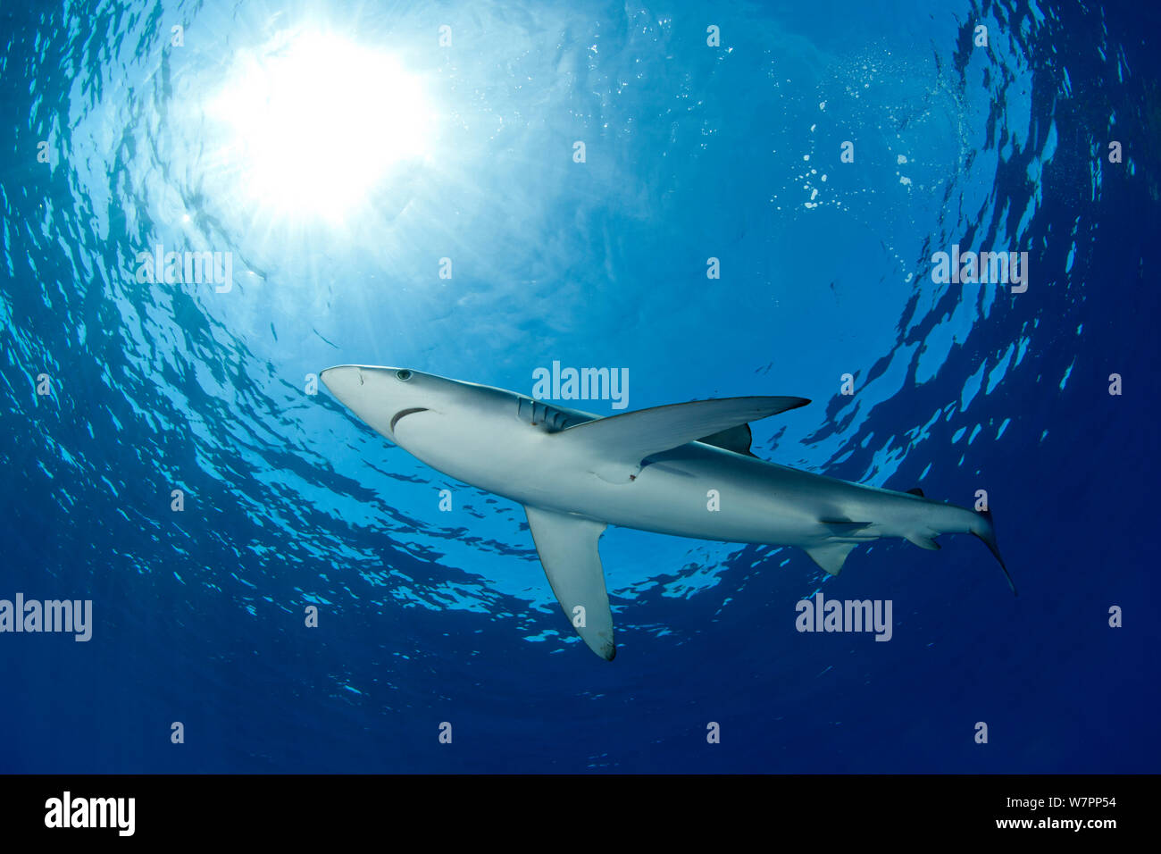 Blue shark (Prionace glauca) viewed from below, with Snell's window ...