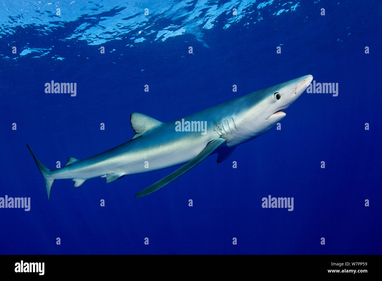 Blue shark (Prionace glauca) Pico Island, Azores, Portugal, Atlantic ...