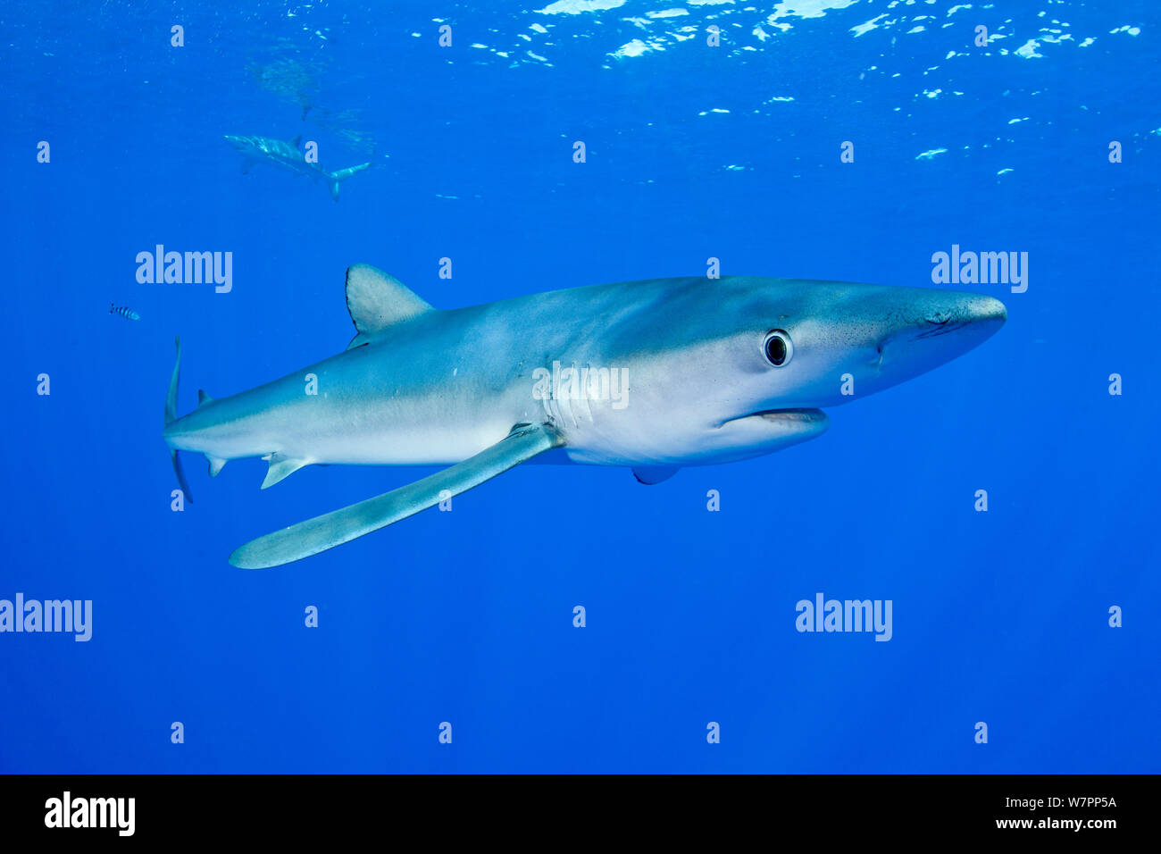 Blue shark (Prionace glauca) Pico Island, Azores, Portugal, Atlantic ...