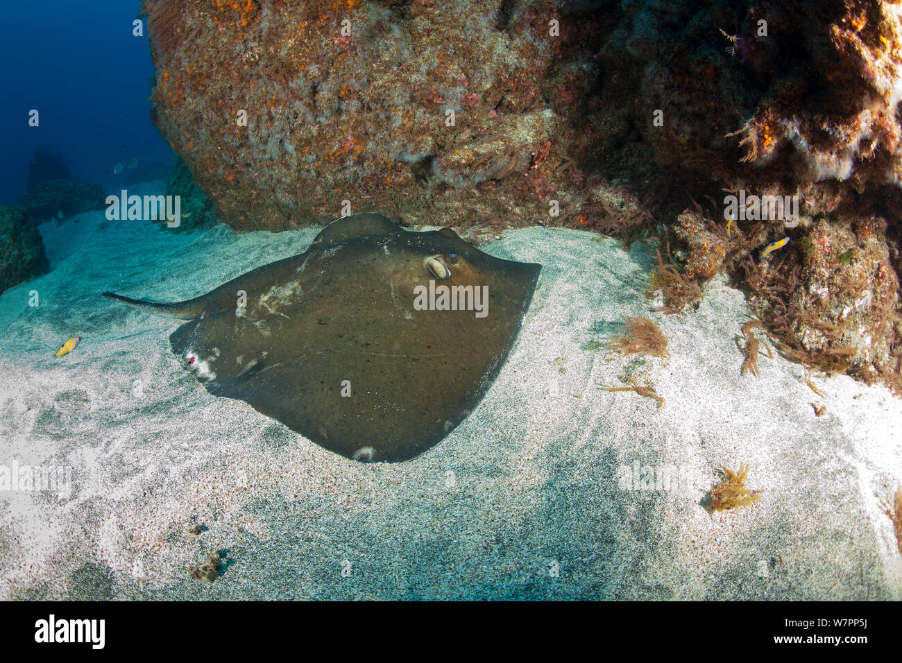 Round Stingray (Taeniura grabata) Pico Island, Azores, Portugal ...